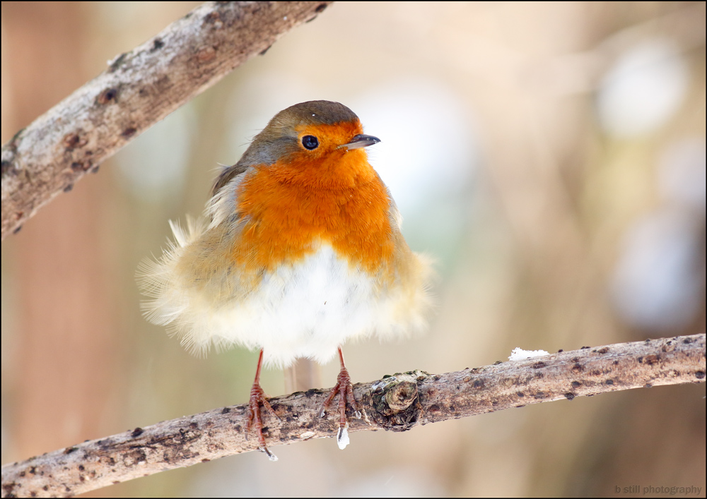 Robin-In-Sun,-Wind-And-Snow-2-web – b still photography