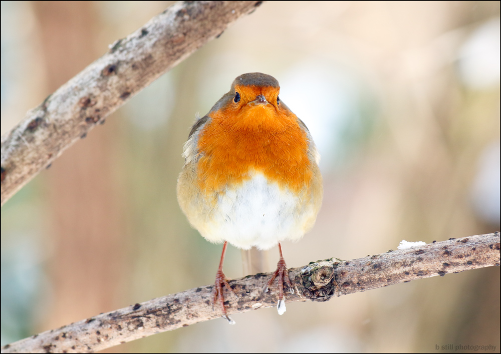 Robin-In-Sun,-Wind-And-Snow-3b-web – b still photography