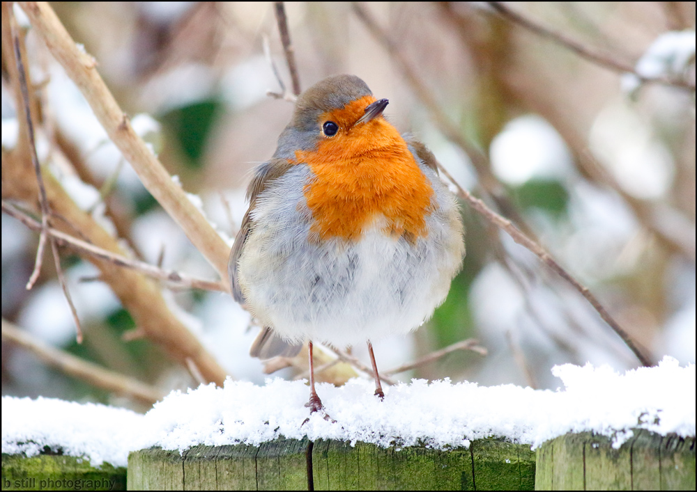 Robin-In-The-Snow-4-web – b still photography